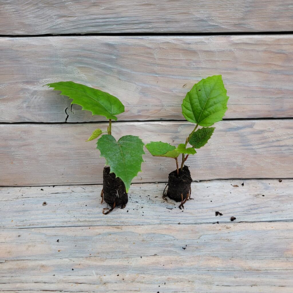 Купить Циссус Антарктический (Аркциссус) черенки оптом и в розницу в ...