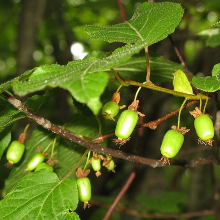 Актинидия коломикта Виноградная «Vinogradnaya» d12 — Цветочная компания ...